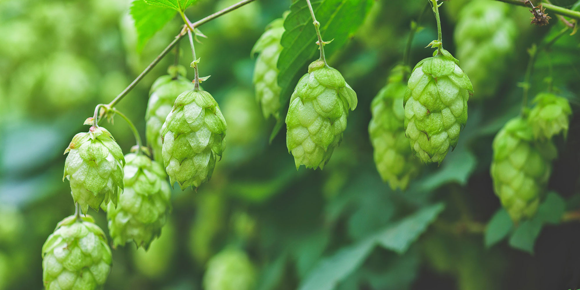 International Hop Growers' Convention